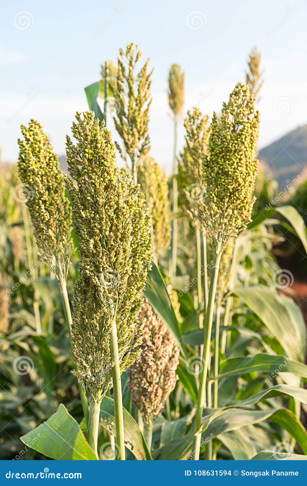 Champ De Sorgho Ou De Millet Photo stock - Image du sain, centrale ...