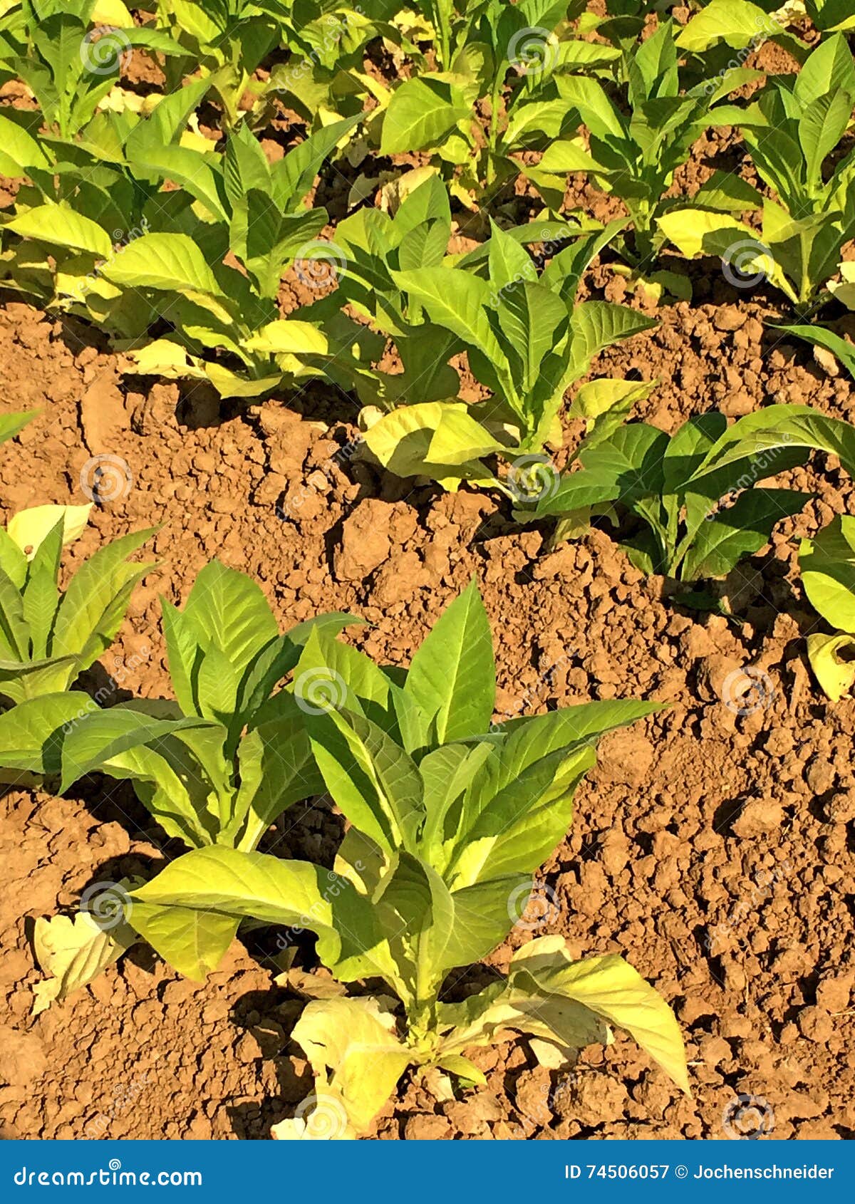 Champ de tabac en Alsace image stock. Image du affermage - 74506057