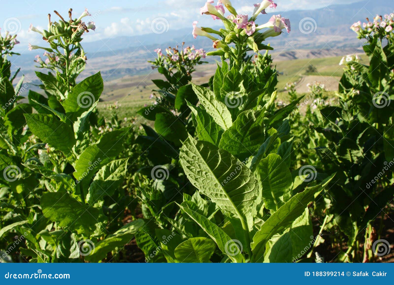 Champ de tabac photo stock. Image du accroissement, tête - 188399214
