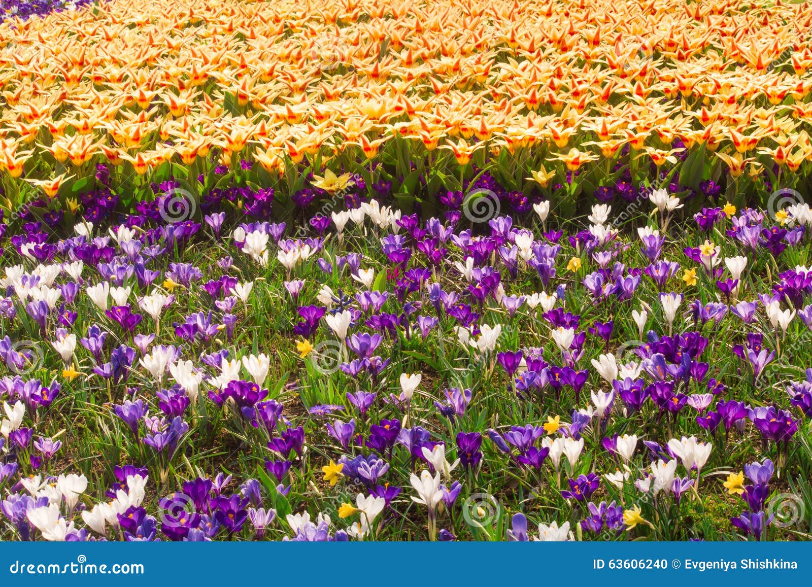 Champ De Tulipe Et De Crocus En Hollande Photo stock - Image du ...