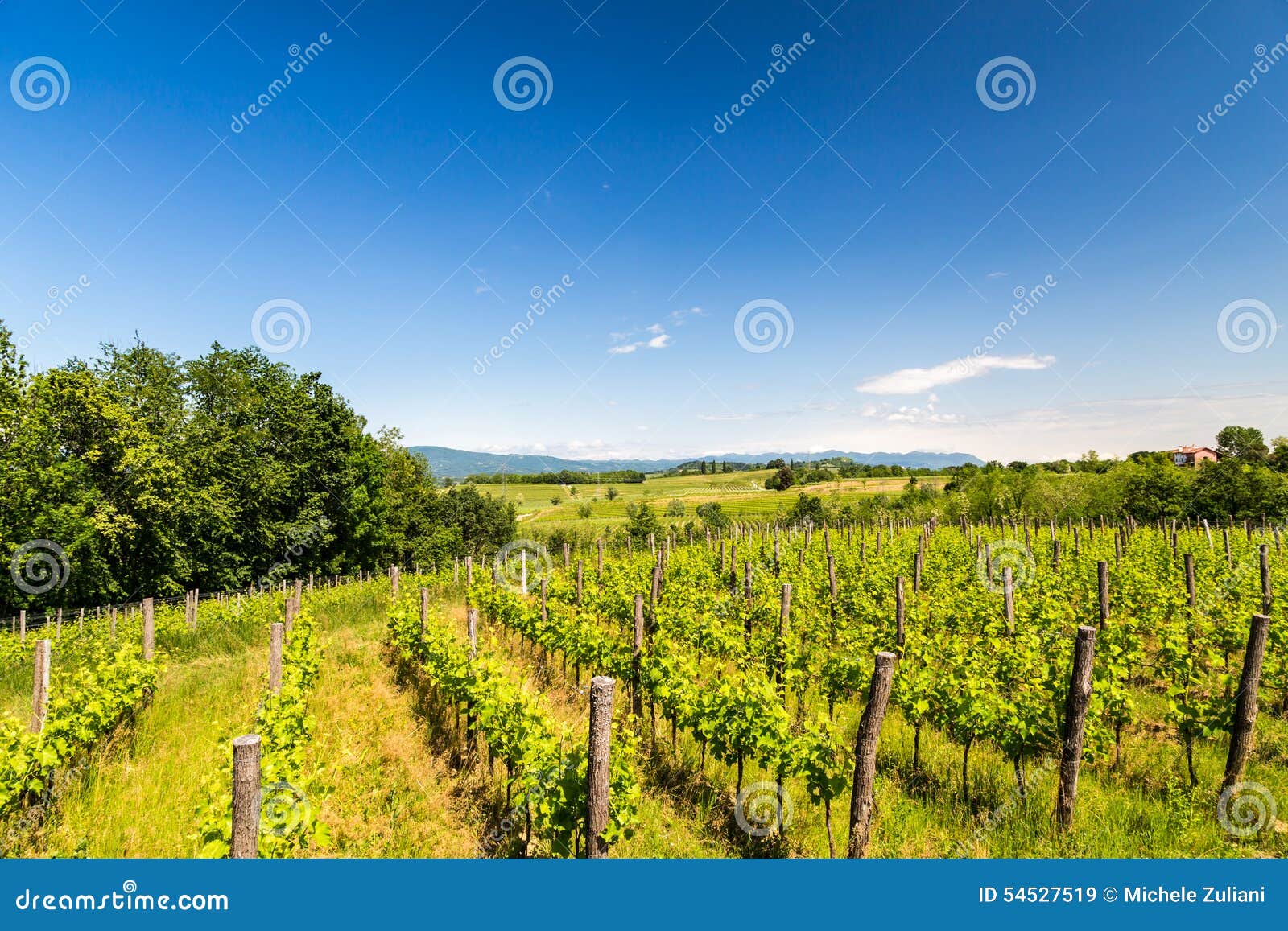 Champ De Vigne Dans La Campagne Italienne Image stock - Image du europe ...