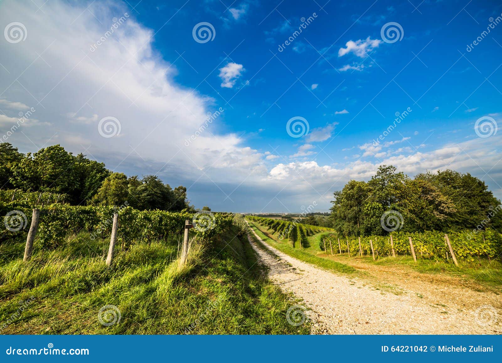 Champ De Vigne Dans La Campagne Italienne Photo stock - Image du vert ...