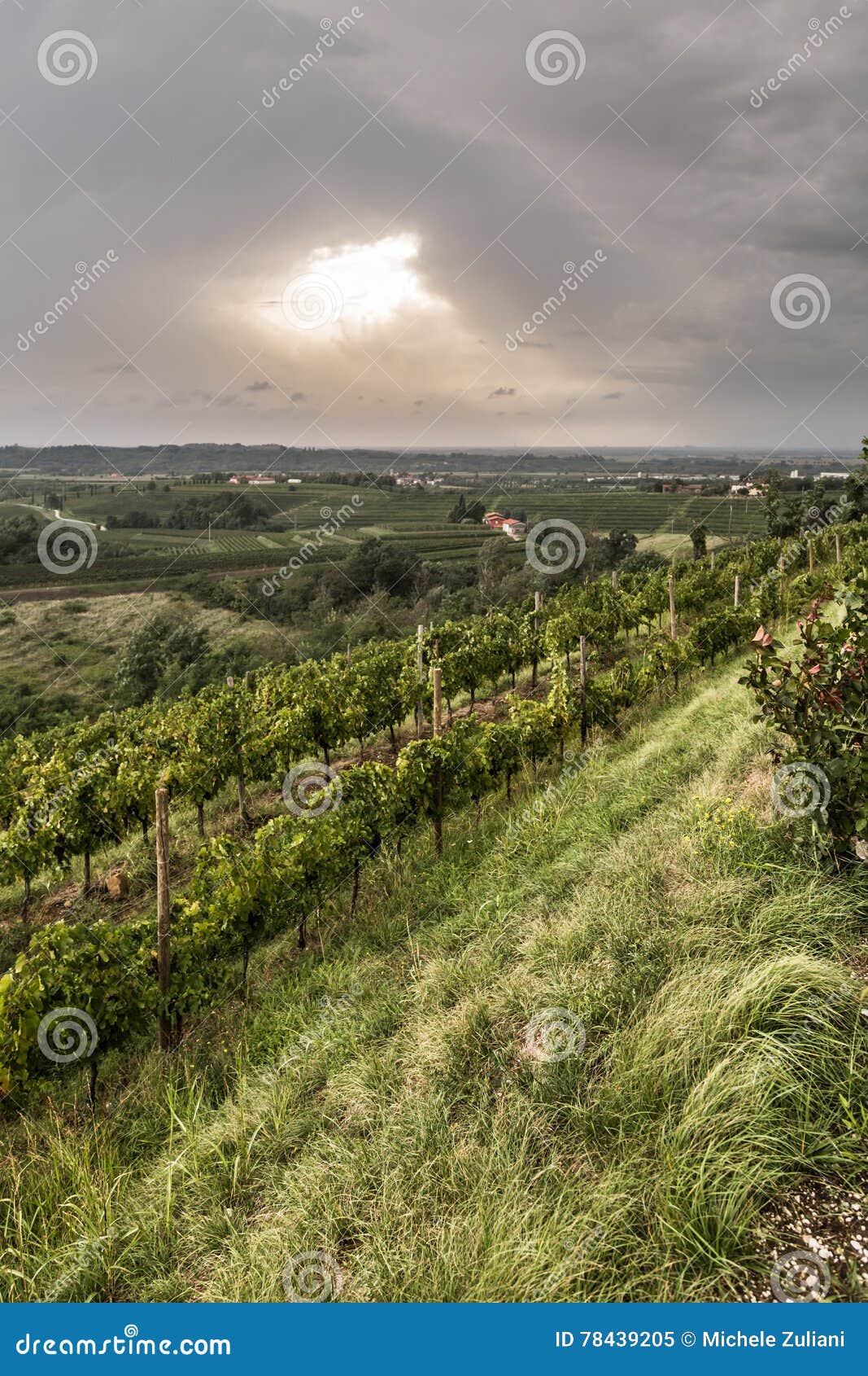 Champ De Vigne Dans La Campagne Italienne Image stock - Image du ...