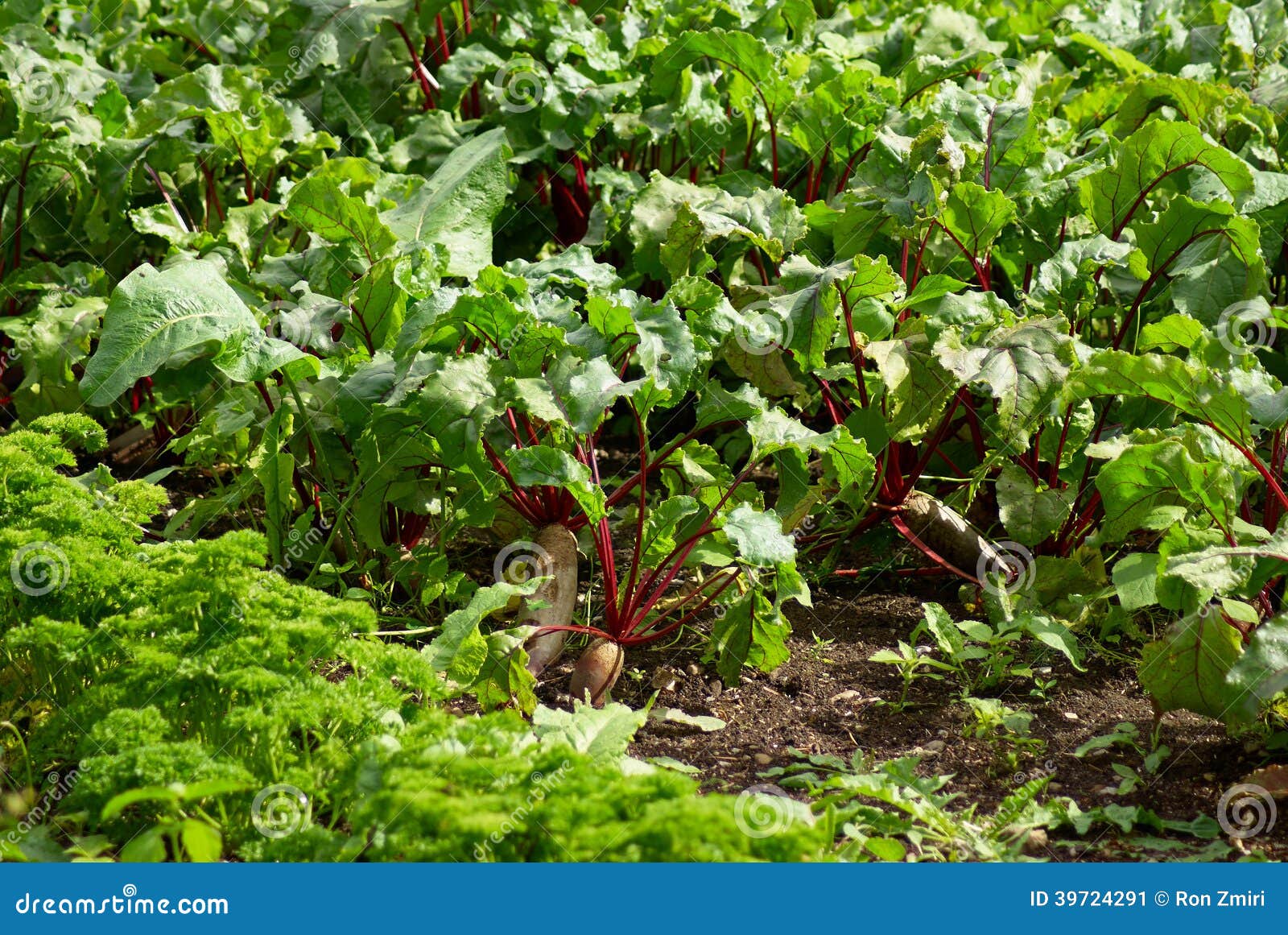 Champ Des Betteraves Rouges De Betteraves Image stock - Image du ...