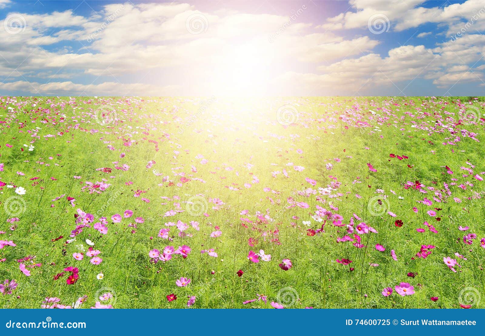 Champ Des Fleurs Et Du Ciel De Cosmos Image stock - Image du horizontal ...