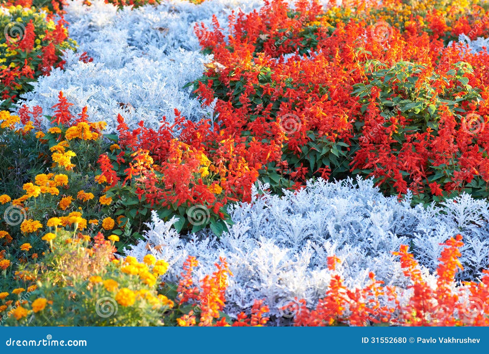Champ Des Fleurs Multicolores Photo stock - Image du bleu, paysager ...