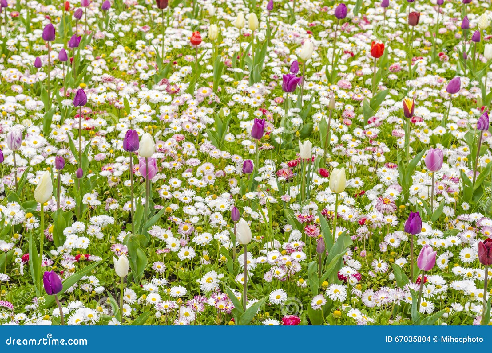Champ Des Fleurs Multicolores Photo stock - Image du fleur, beauté ...