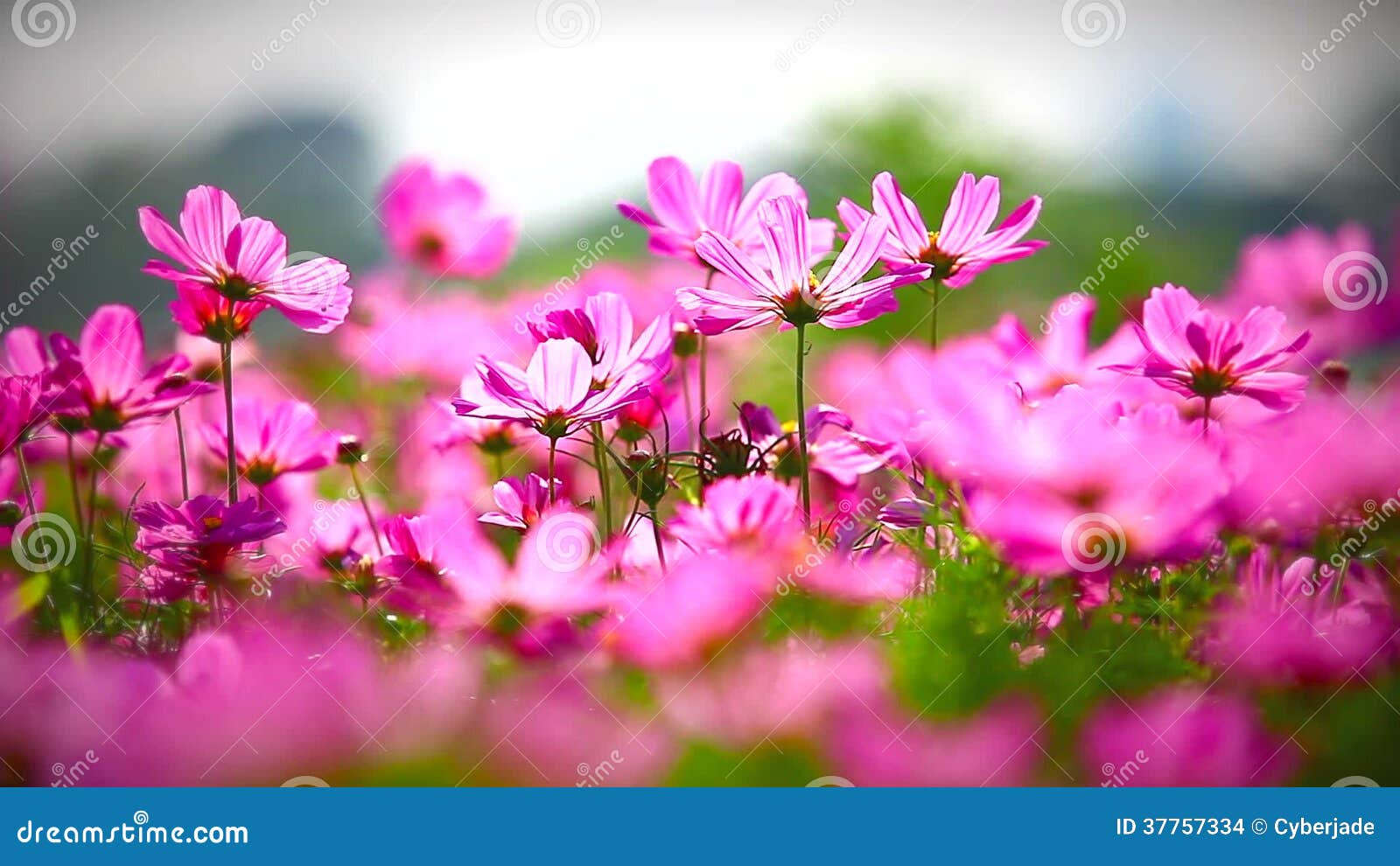 Champ Des Fleurs Roses Hd 1080p Métrage – 4 Champ Des Fleurs Roses Hd ...