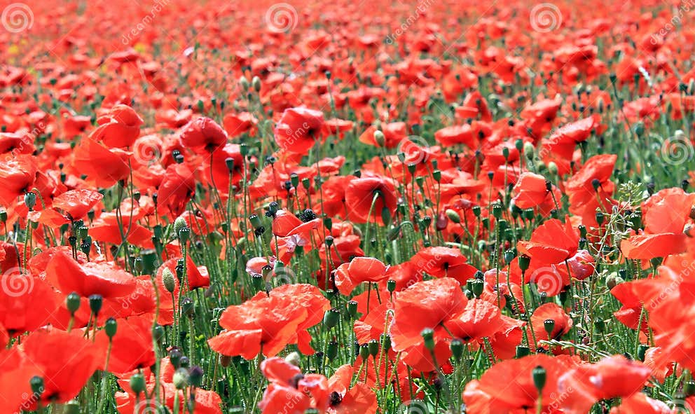 Champ Des Fleurs Rouges De Pavot Photo stock - Image du rural, scénique ...