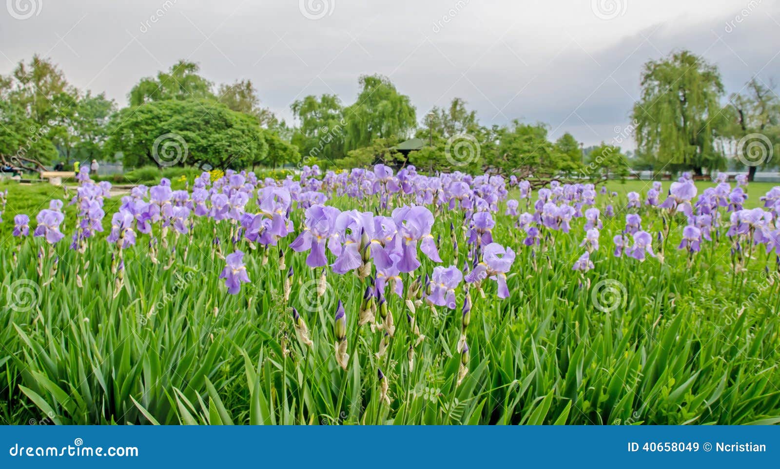 Champ Des Fleurs Violettes D'iris Image stock - Image of été, ressort ...