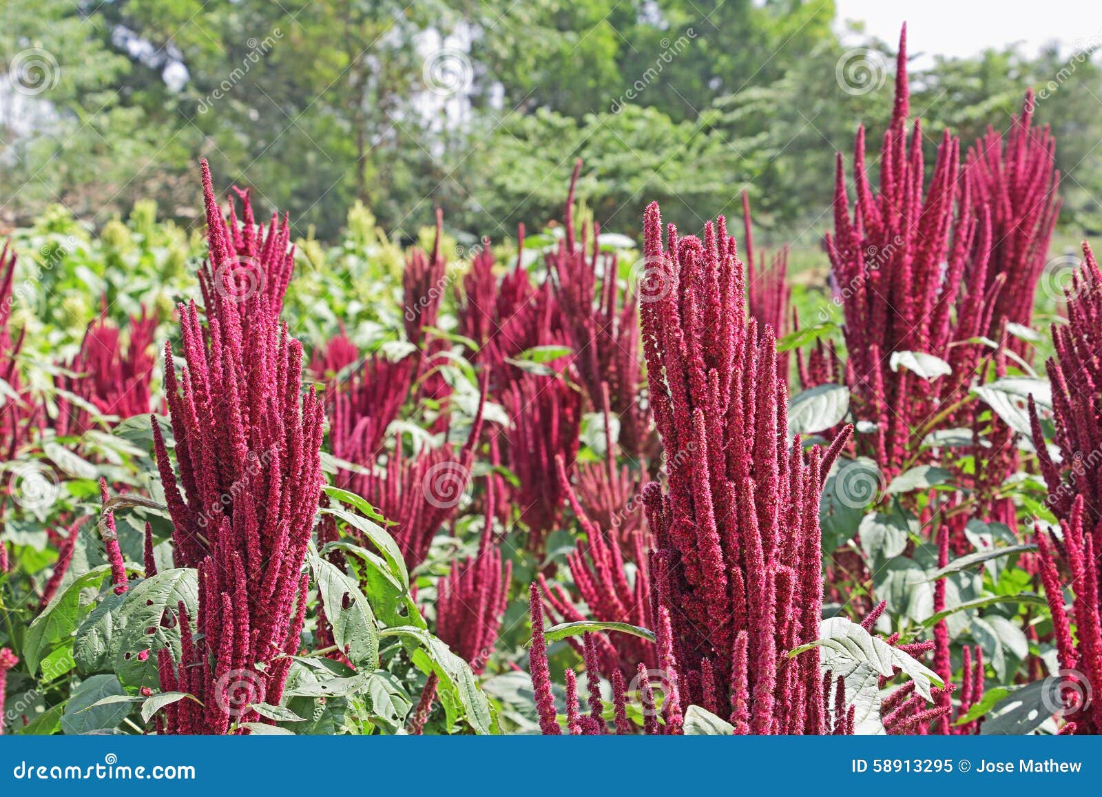 Champ Indien D'amaranthe Rouge Image stock - Image du textures, lame: 58913295