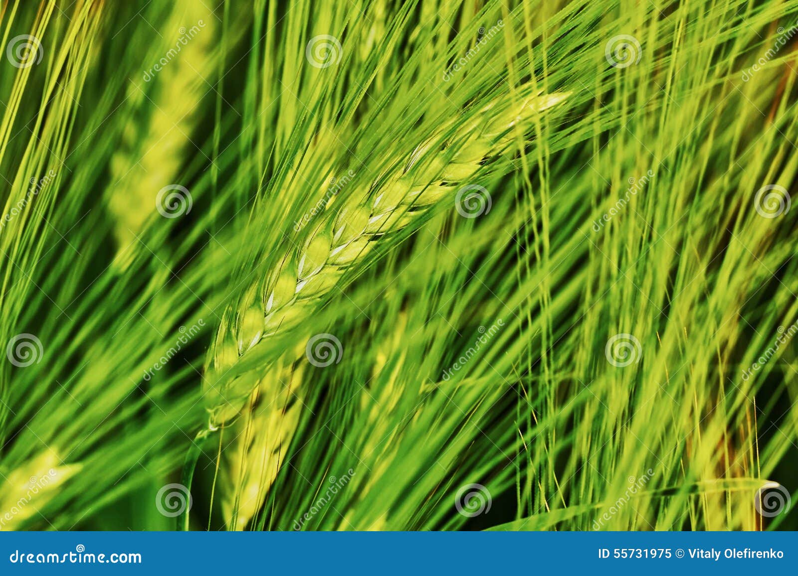 Champ vert d'orge image stock. Image du ferme, couleur - 55731975