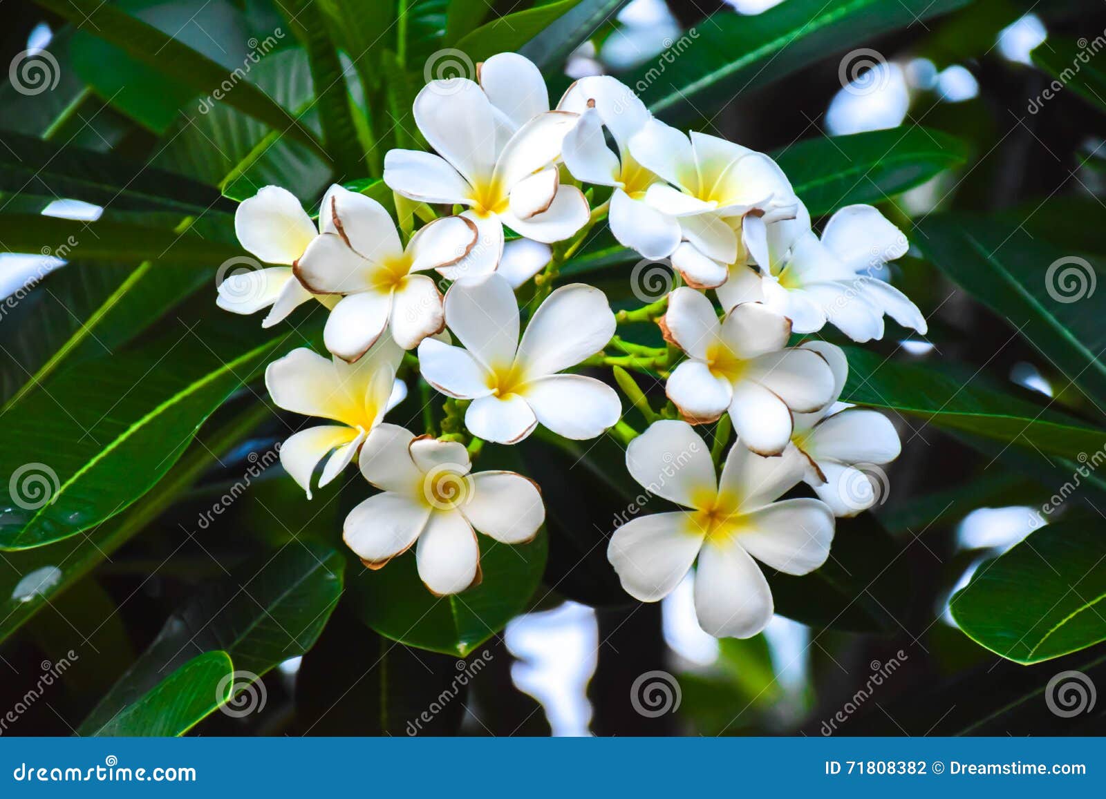 Champa Flower Tree Stock Photo | CartoonDealer.com #75279240