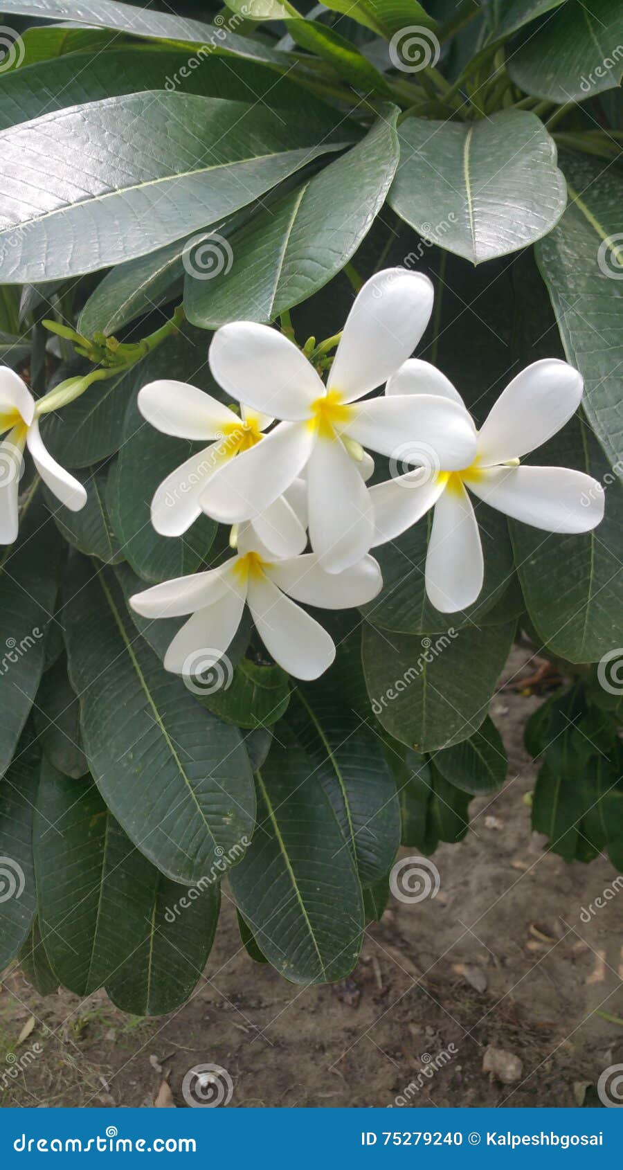 Champa flower tree stock photo. Image of fresh, champa - 75279240