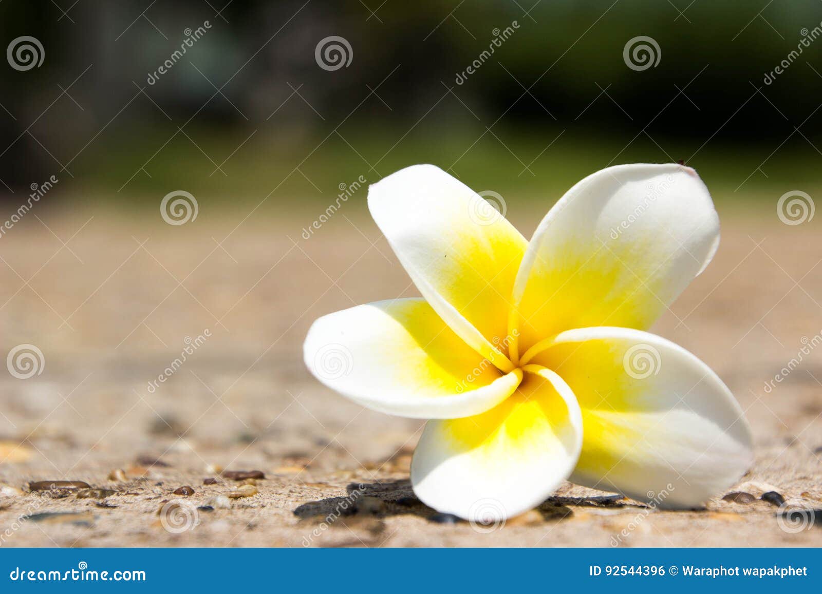 Champa stock photo. Image of plumeria, flower, laos, champa - 92544396