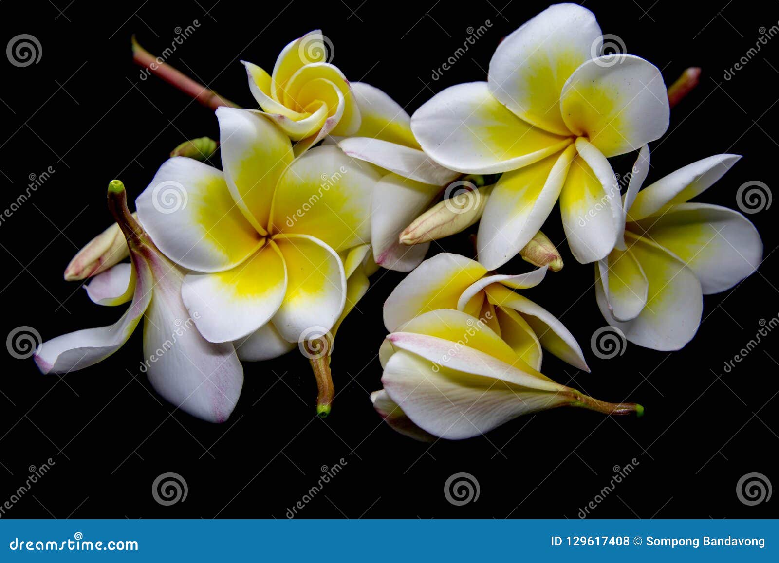 Champa flowers stock photo. Image of beautiful, element - 129617408