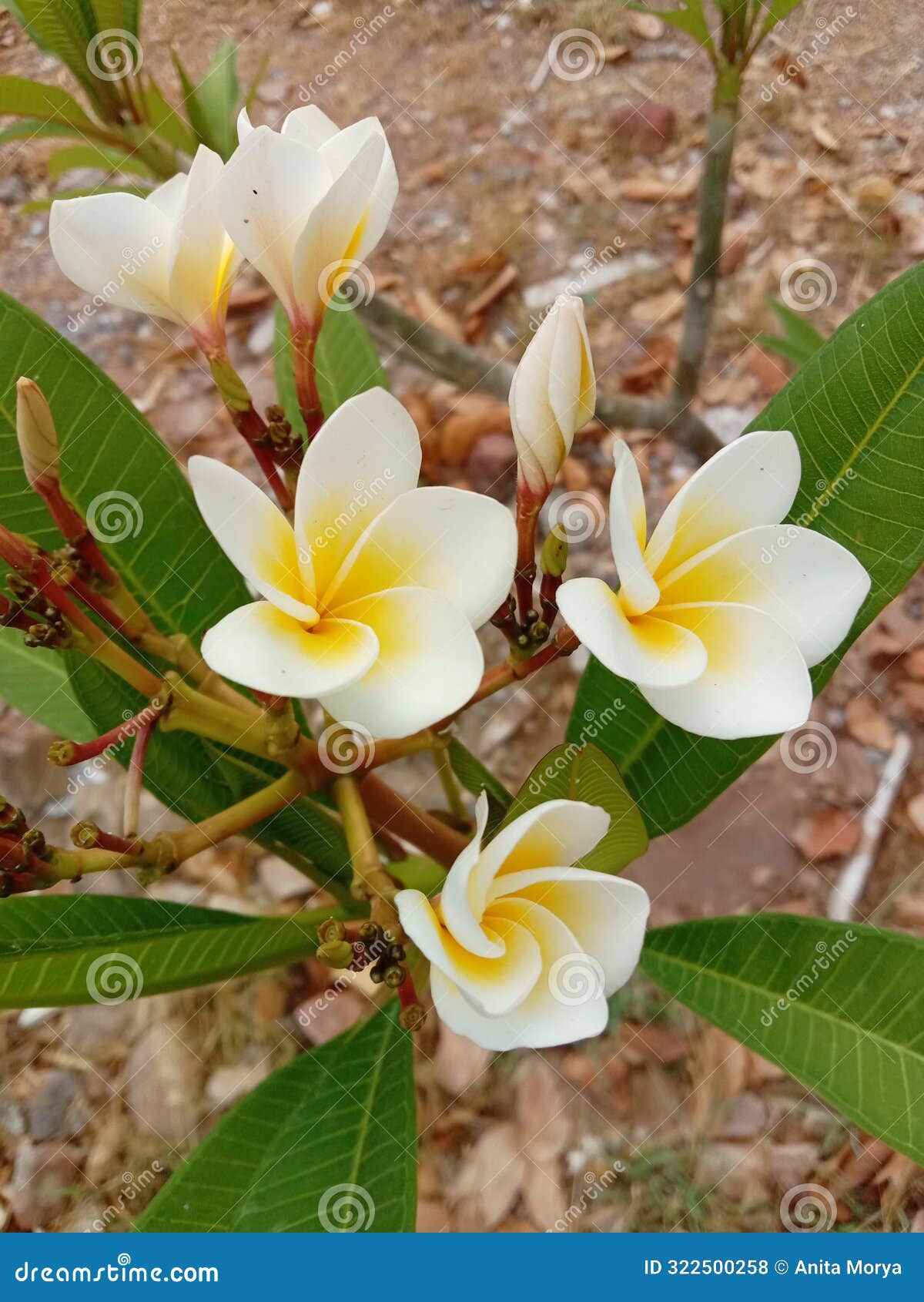 Champa-or-Plumeria-flower-plant Stock Photo - Image of plant, natural ...