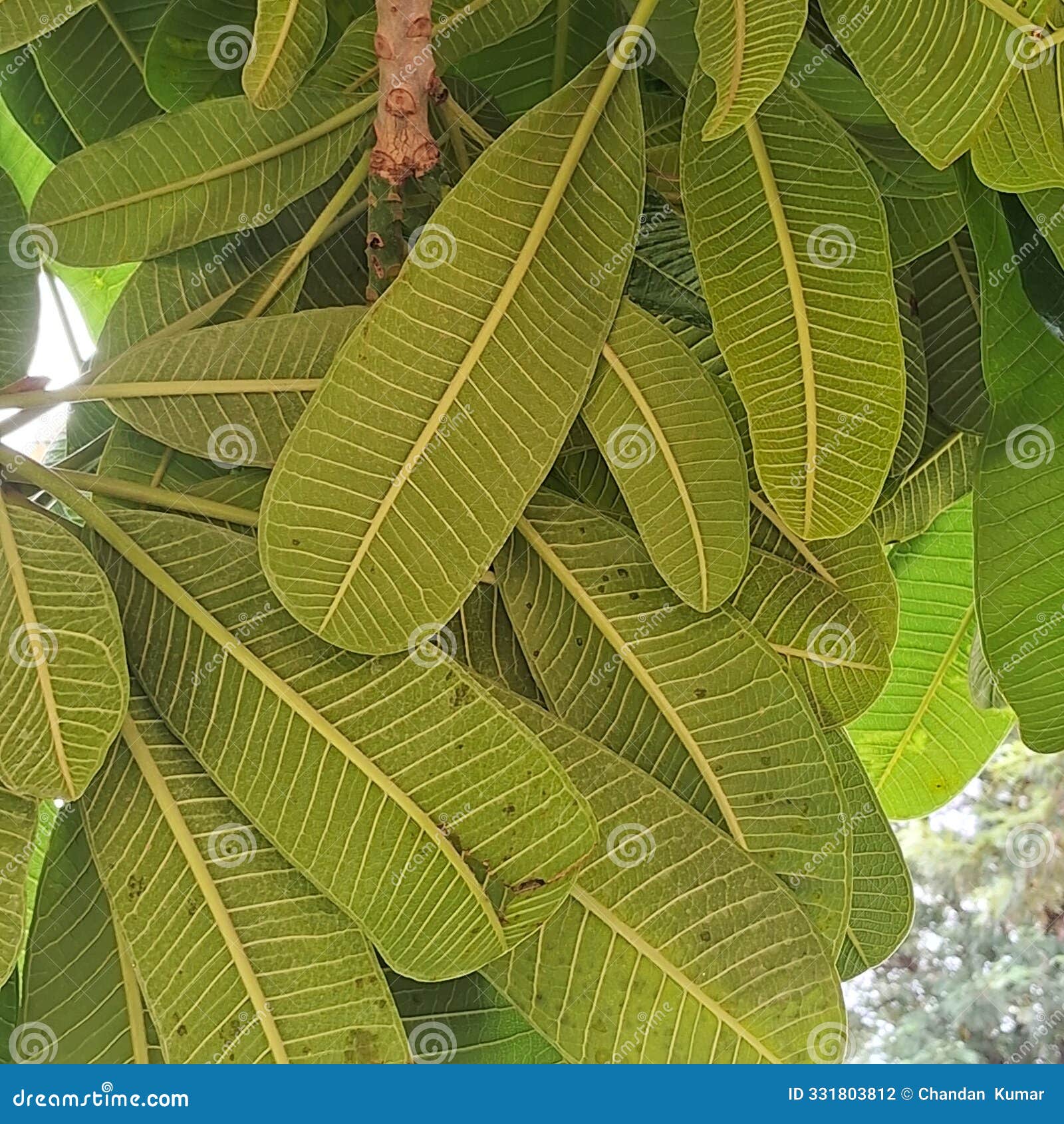 Champa Tree Leafy Best Leafy Stock Photo - Image of green, leaf: 331803812