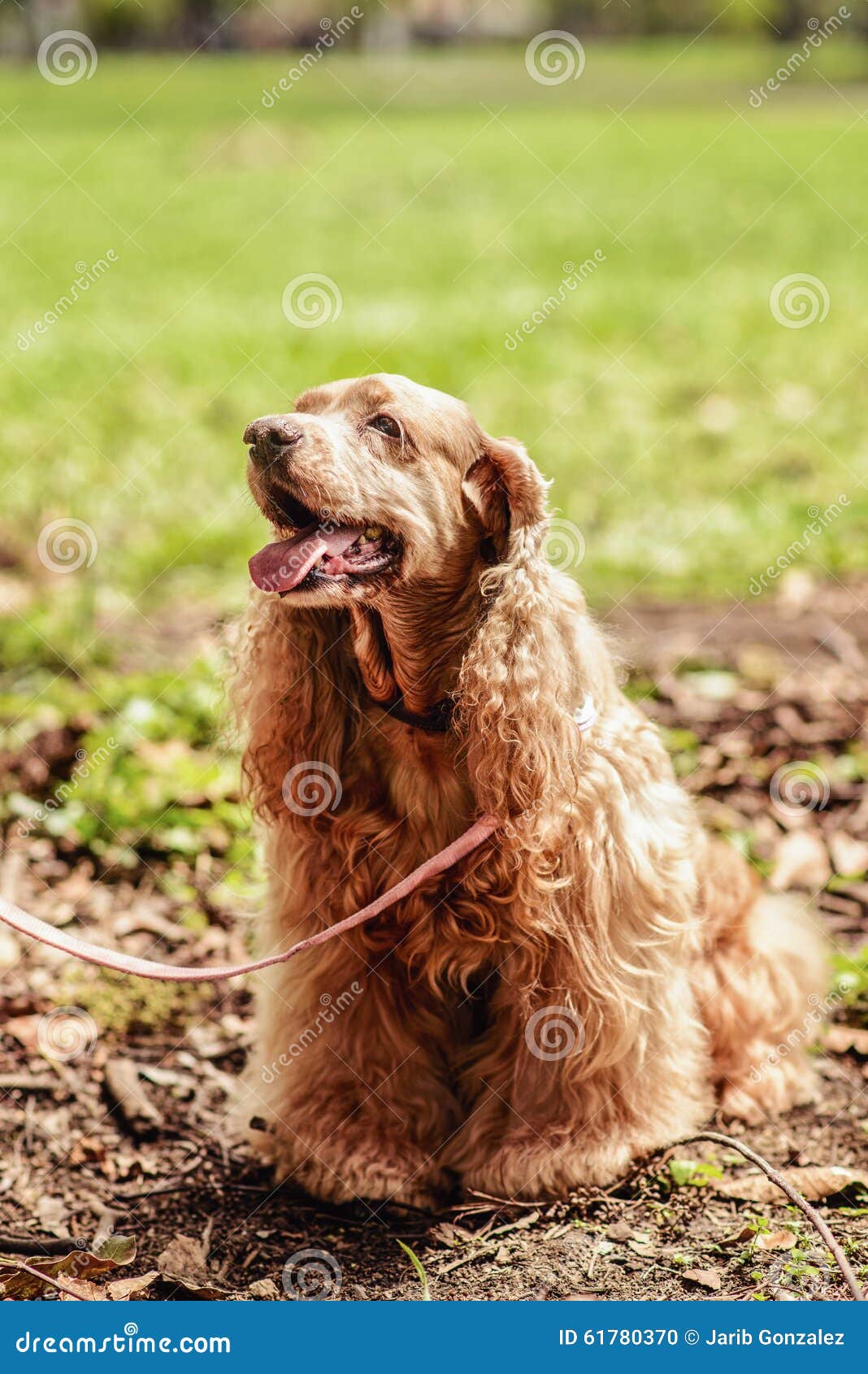 Champagne Cocker Spaniel stock photo. Image of cocker - 61780370
