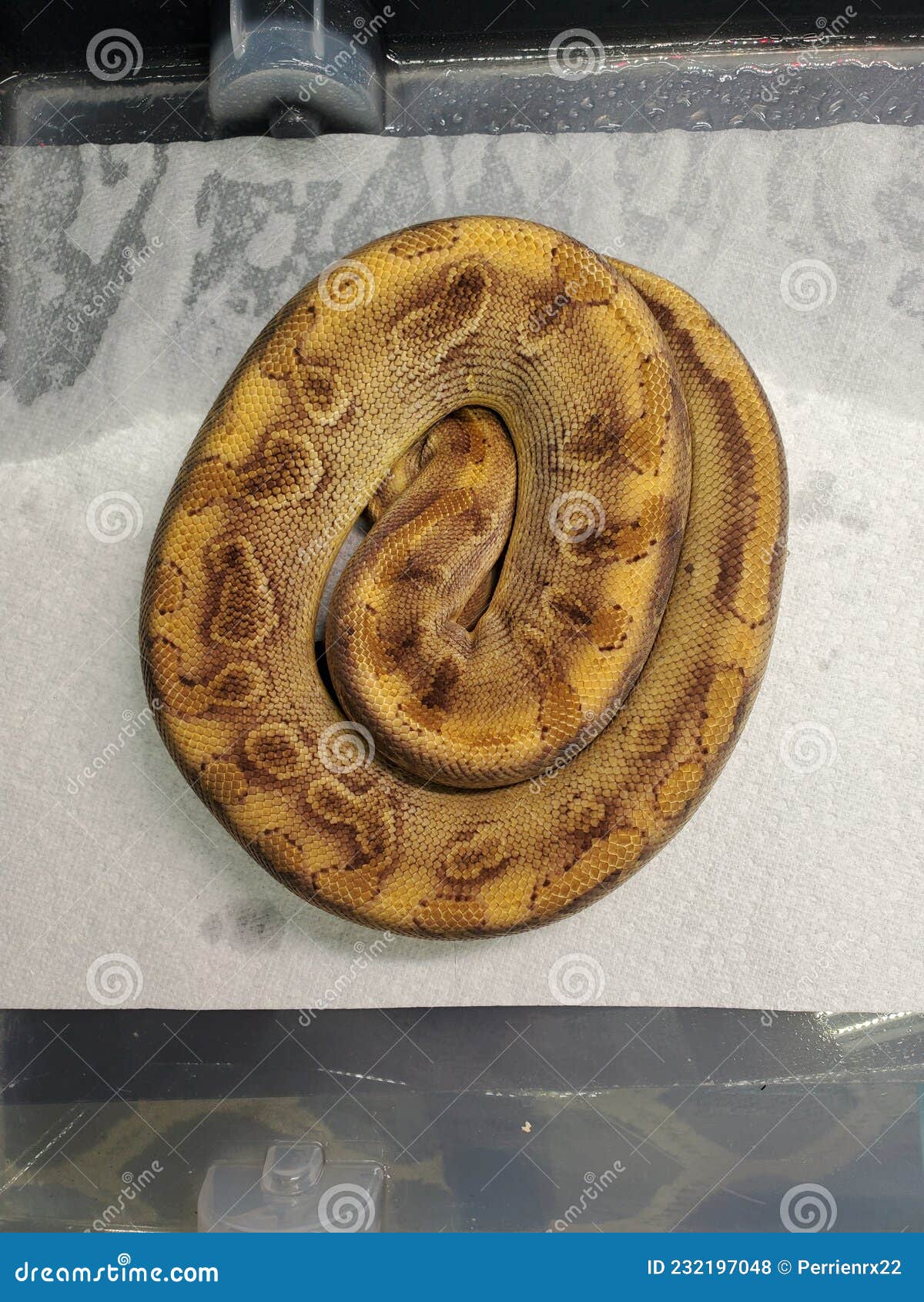 Champagne Enchi Morph Ball Python Stock Photo - Image of money, python ...