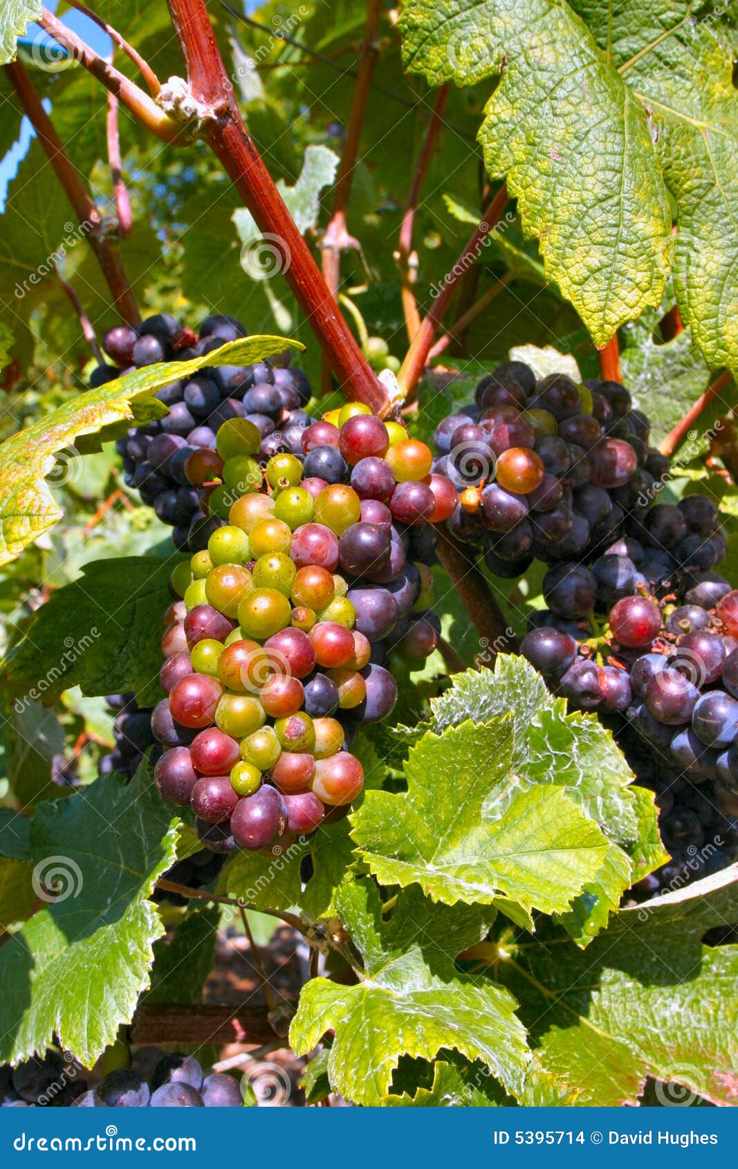 Champagne Grapes stock photo. Image of france, food, blanc - 5395714