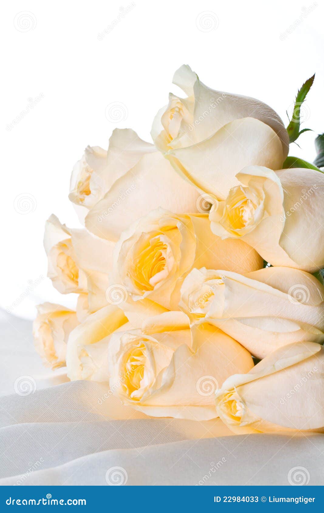 Champagne roses 3 stock image. Image of gift, rose, lover - 22984033