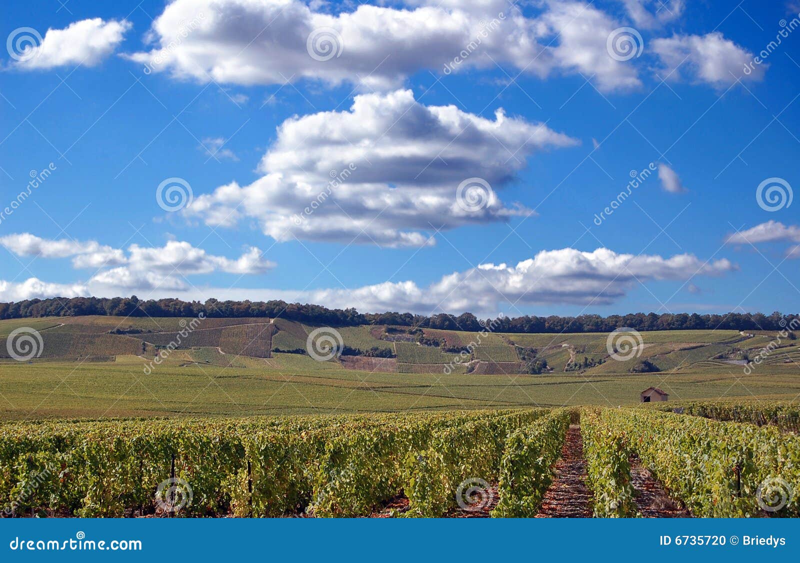 Champagne Vineyard Field in France Stock Photo - Image of pastoral ...