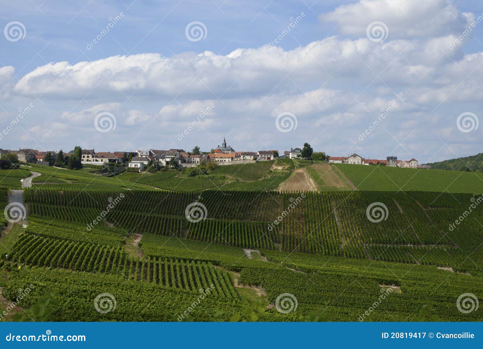 Champaign vineyards stock image. Image of europe, outside - 20819417