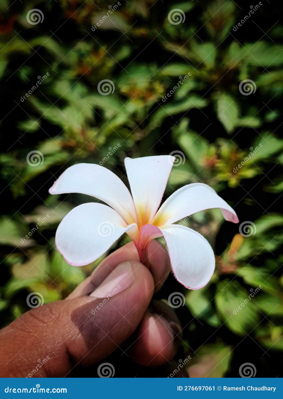 Champak Flower by Hand Pick Picture Stock Image - Image of pick ...