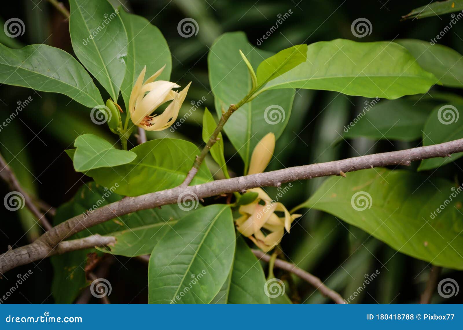 Champak flower on tree stock photo. Image of blooming - 180418788