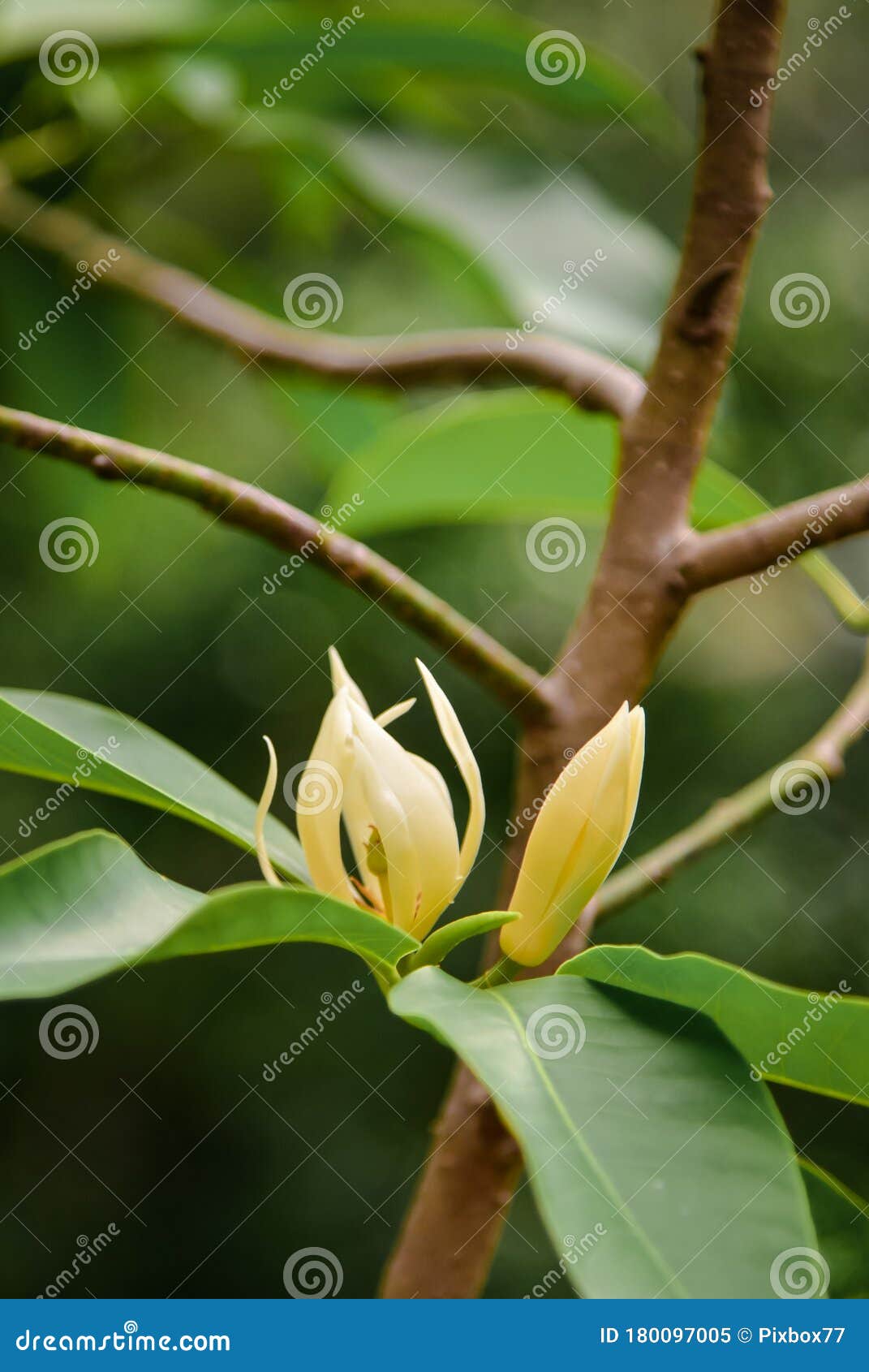 Champak flower on tree stock image. Image of environment - 180097005