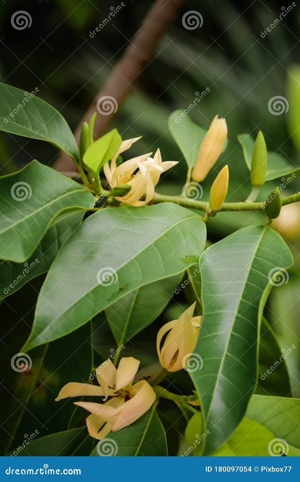 Champak flower on tree stock photo. Image of aroma, champaca - 180097054