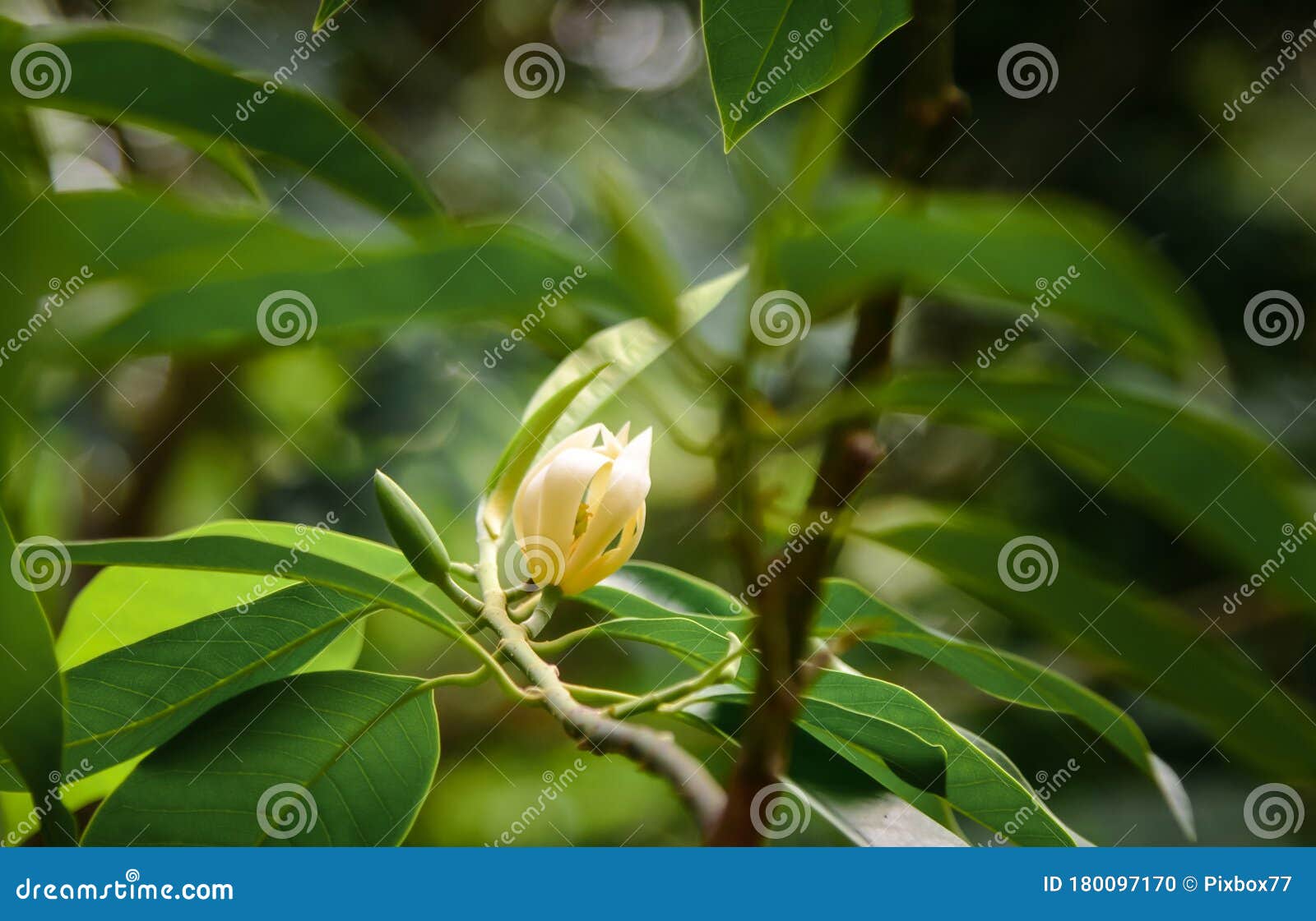 Champak flower on tree stock photo. Image of leaves - 180097170