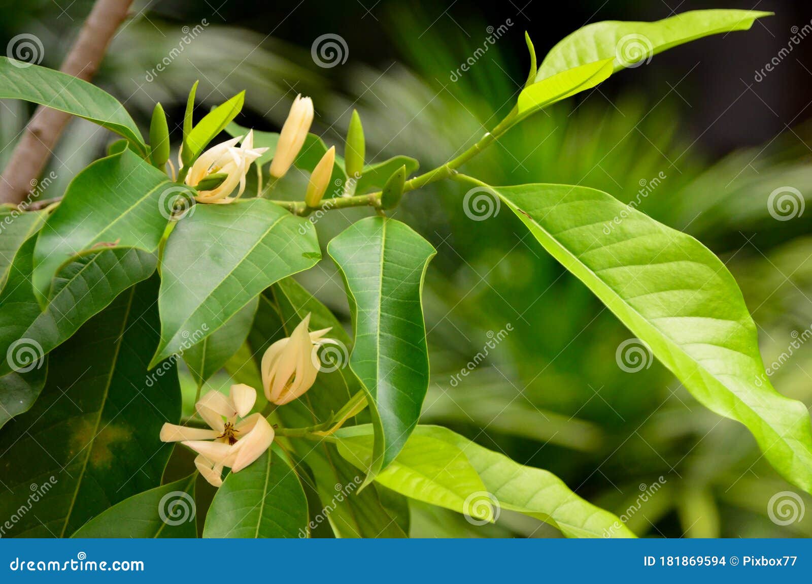 Champak flower on tree stock photo. Image of forest - 181869594