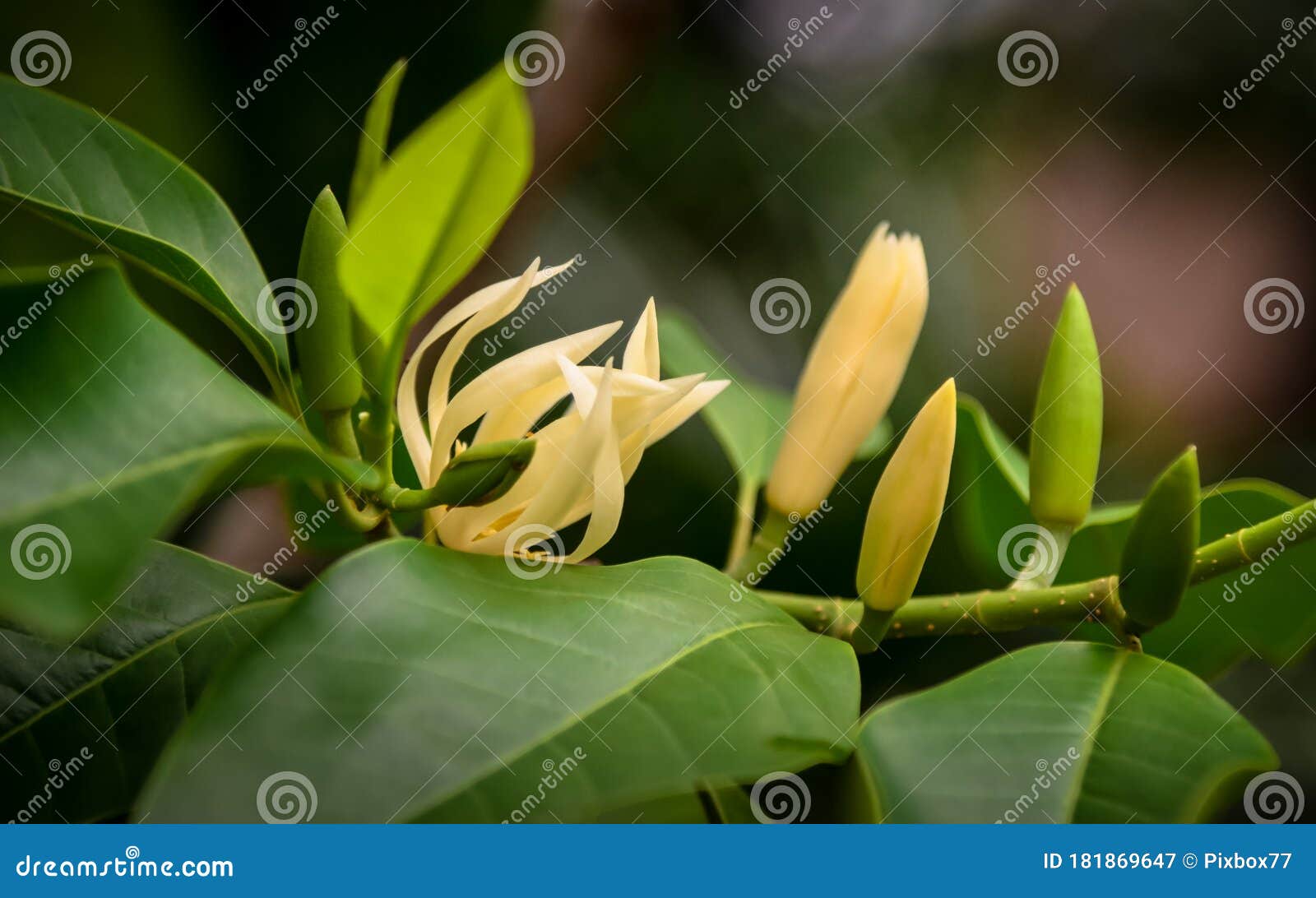 Champak flower on tree stock image. Image of beauty - 181869647