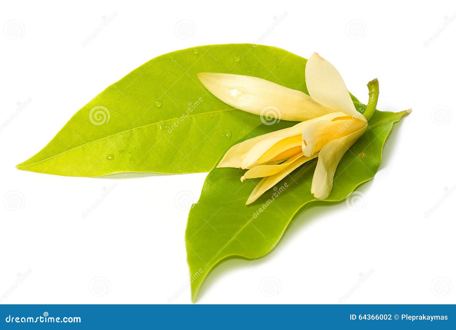 Champaka Flower are Blooming Stock Photo - Image of fragrance, asia ...