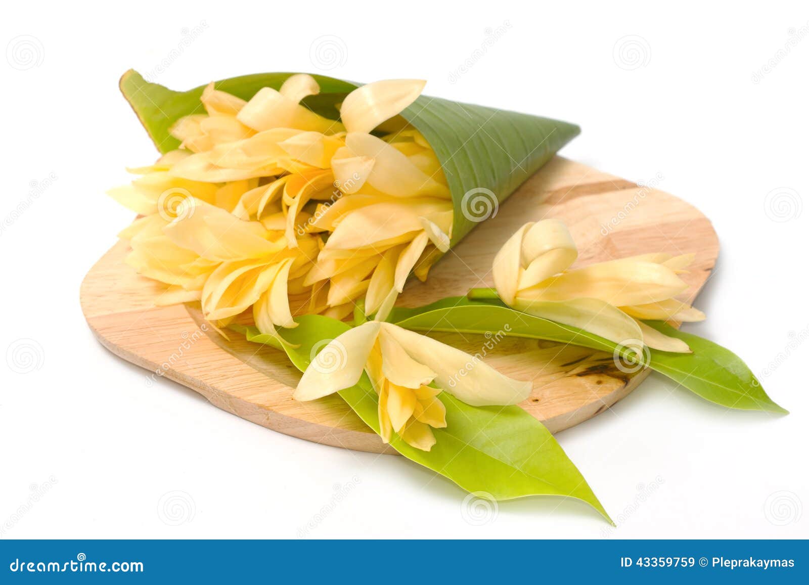 Champaka Flower are Blooming Stock Image - Image of flower, beauty ...