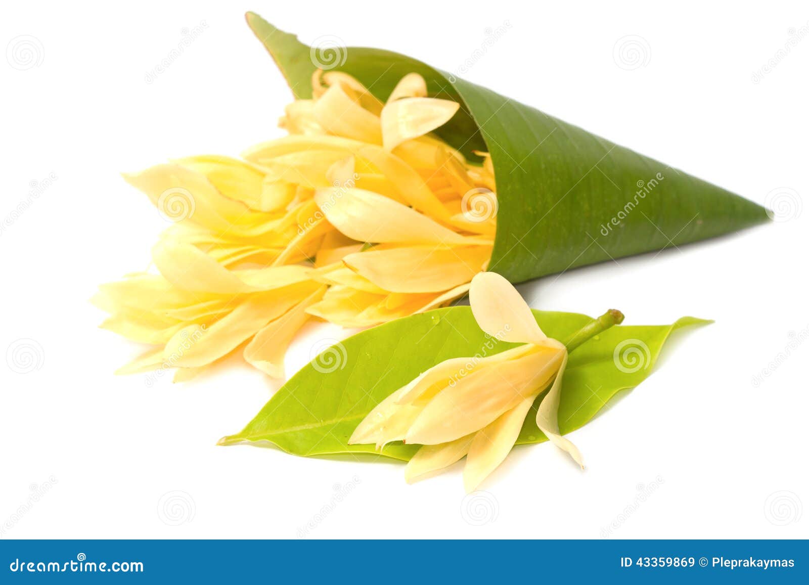 Champaka Flower are Blooming Stock Image - Image of season, flower ...