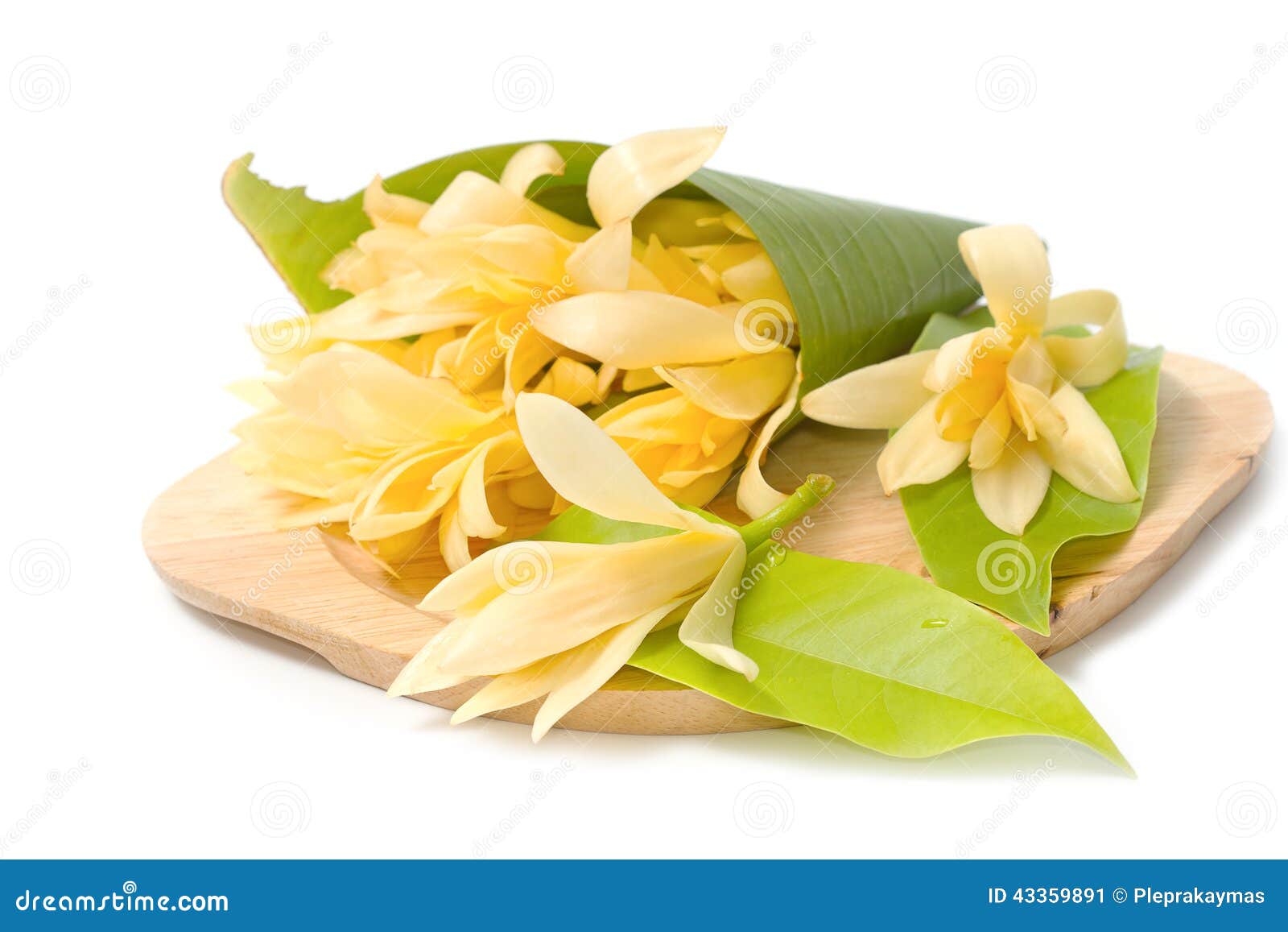 Champaka Flower are Blooming Stock Image - Image of smelling, seasonal ...