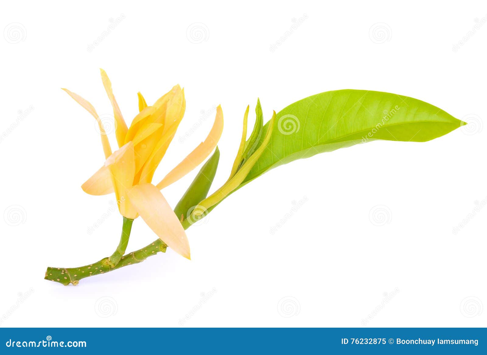 Yellow Michelia Alba Or Michelia Champaca On Tree Vector Illustration ...