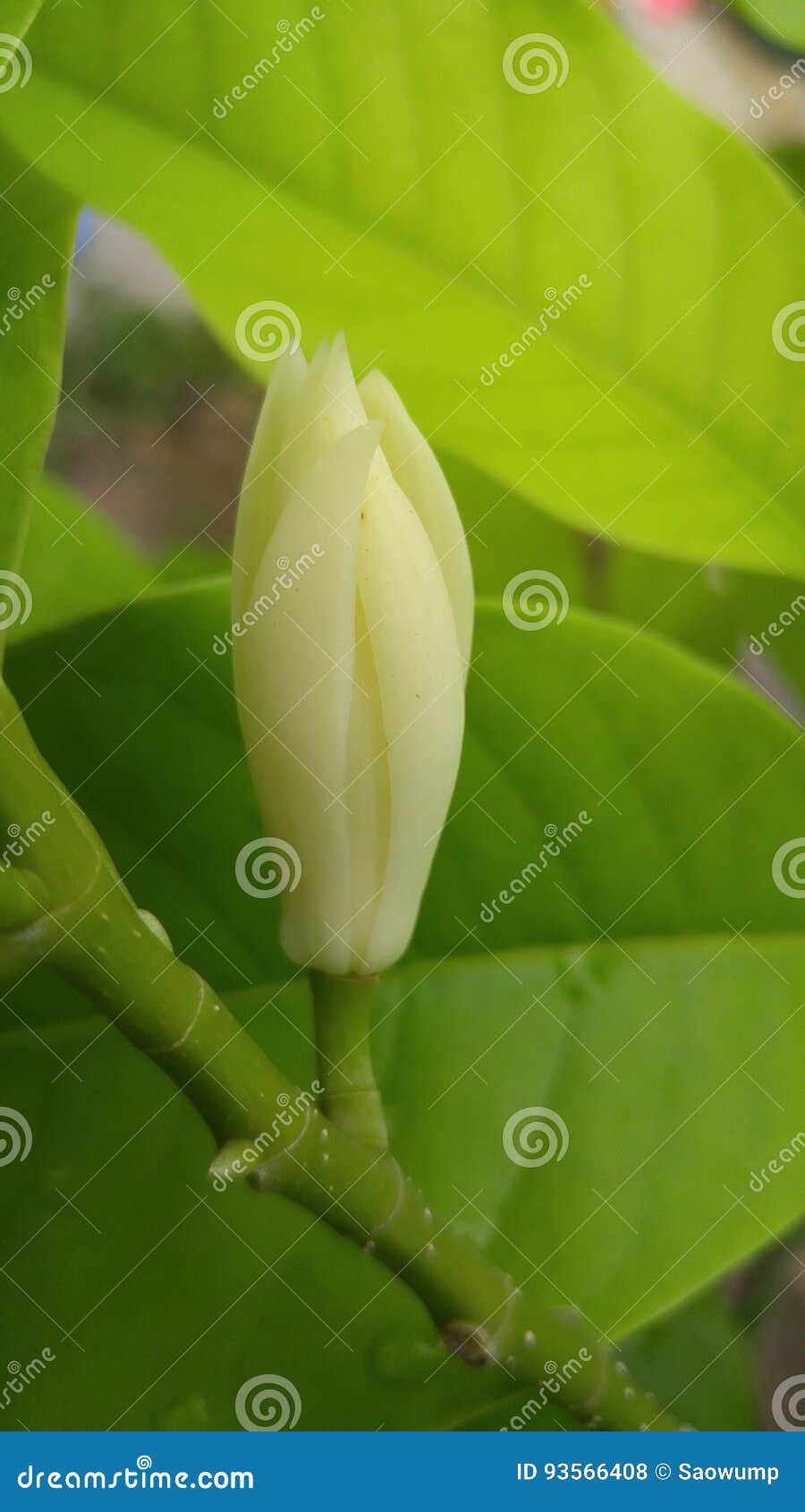 Champaka flower. stock photo. Image of garden, flower - 93566408