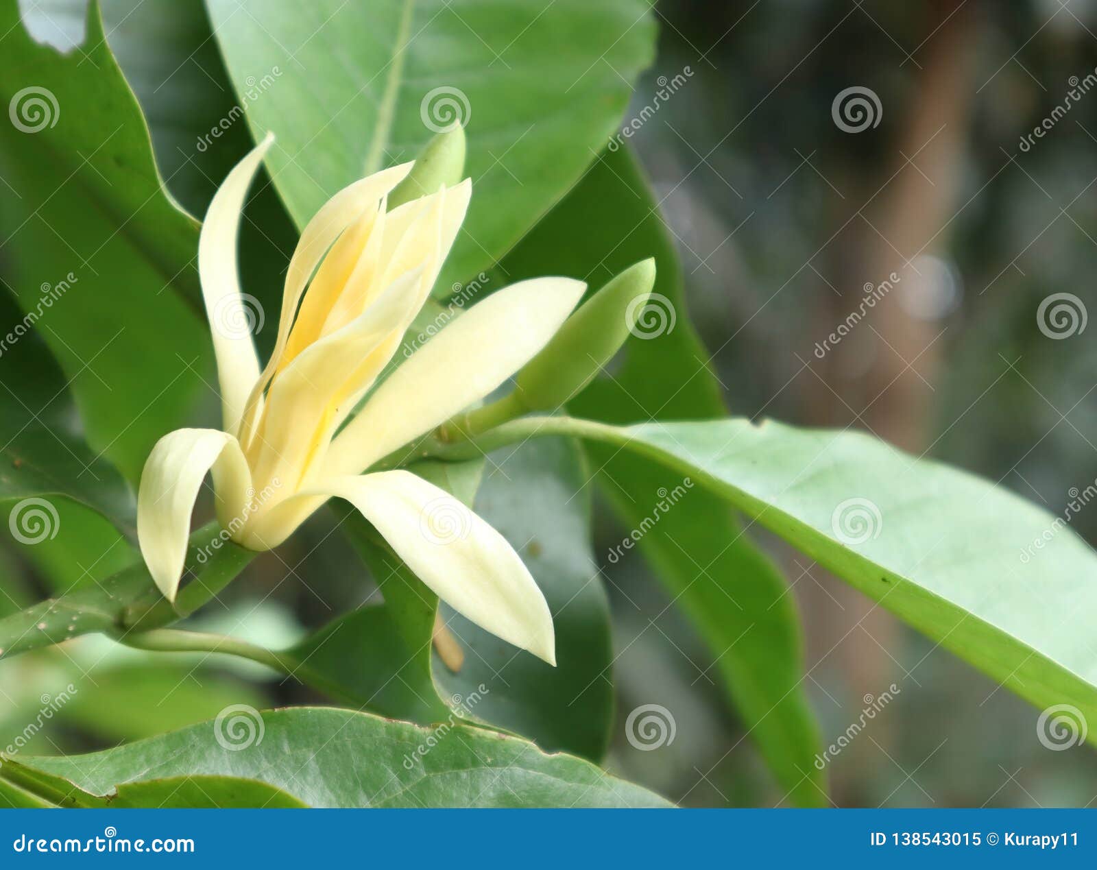 Champaka Flowers. stock image. Image of natural, fresh - 138543015