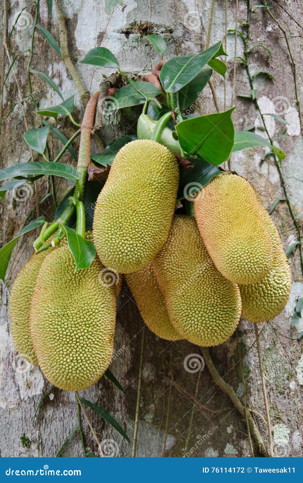 Champedak is the Local Thai Fruit Stock Photo - Image of asia, food ...