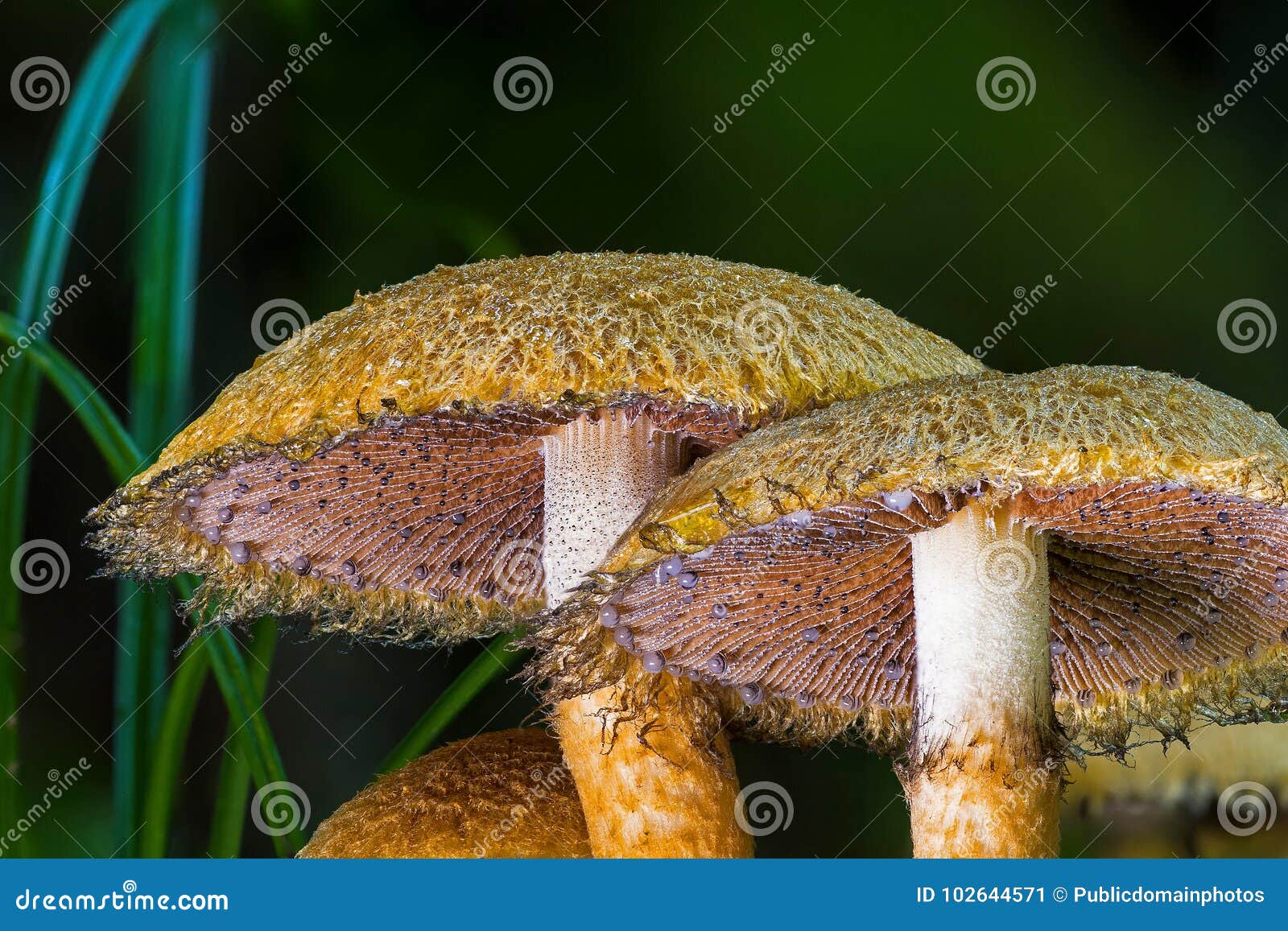 Champignon, Champignon, Champignon Comestible, Agaricaceae Picture ...