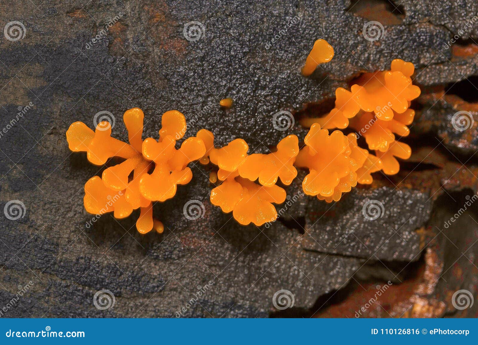 Champignon, Colonie De Lait D'Aarey, INDE Photo stock - Image du bois ...