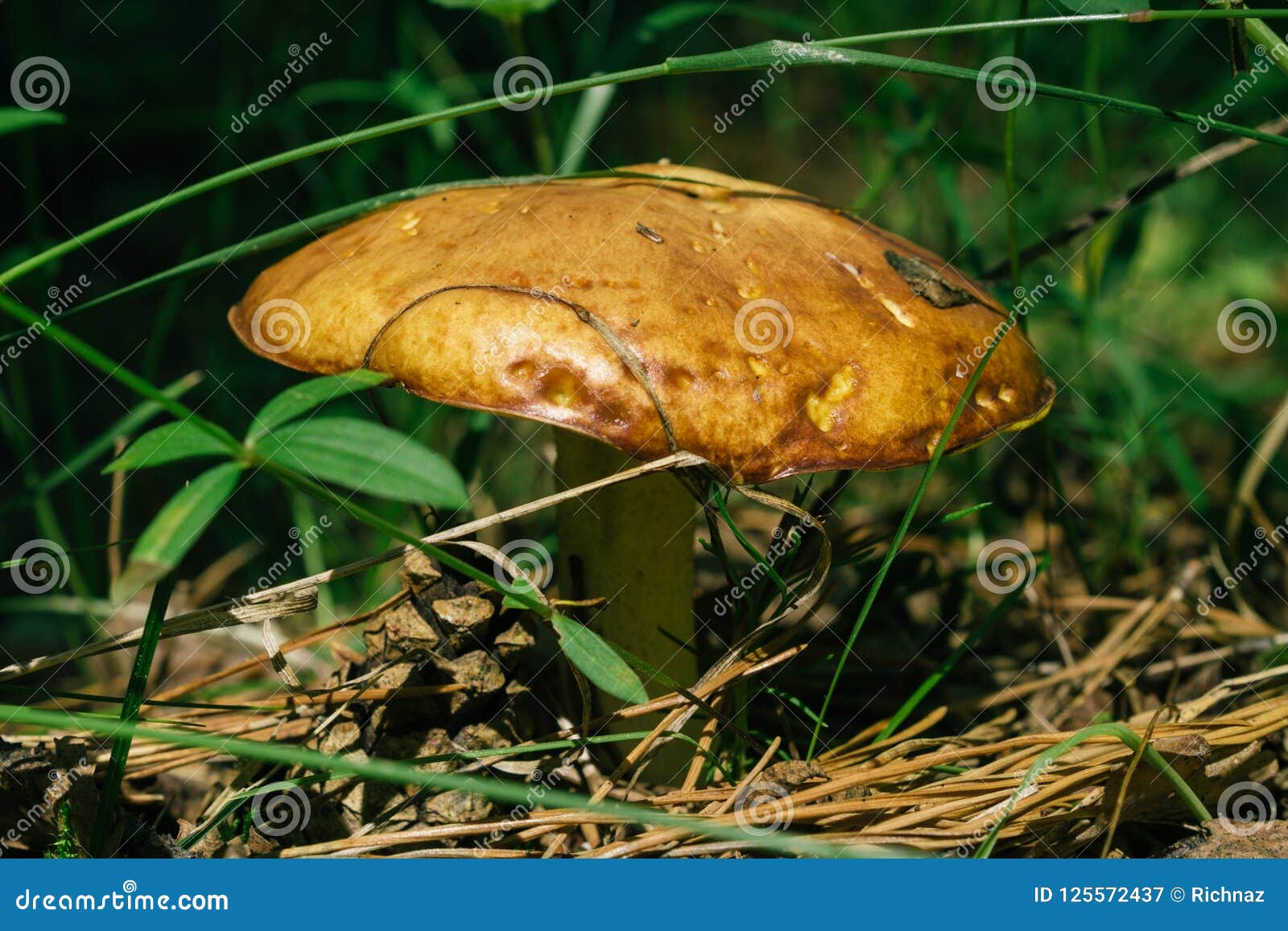 Champignon Comestible, Suillus Image stock - Image du mousse ...