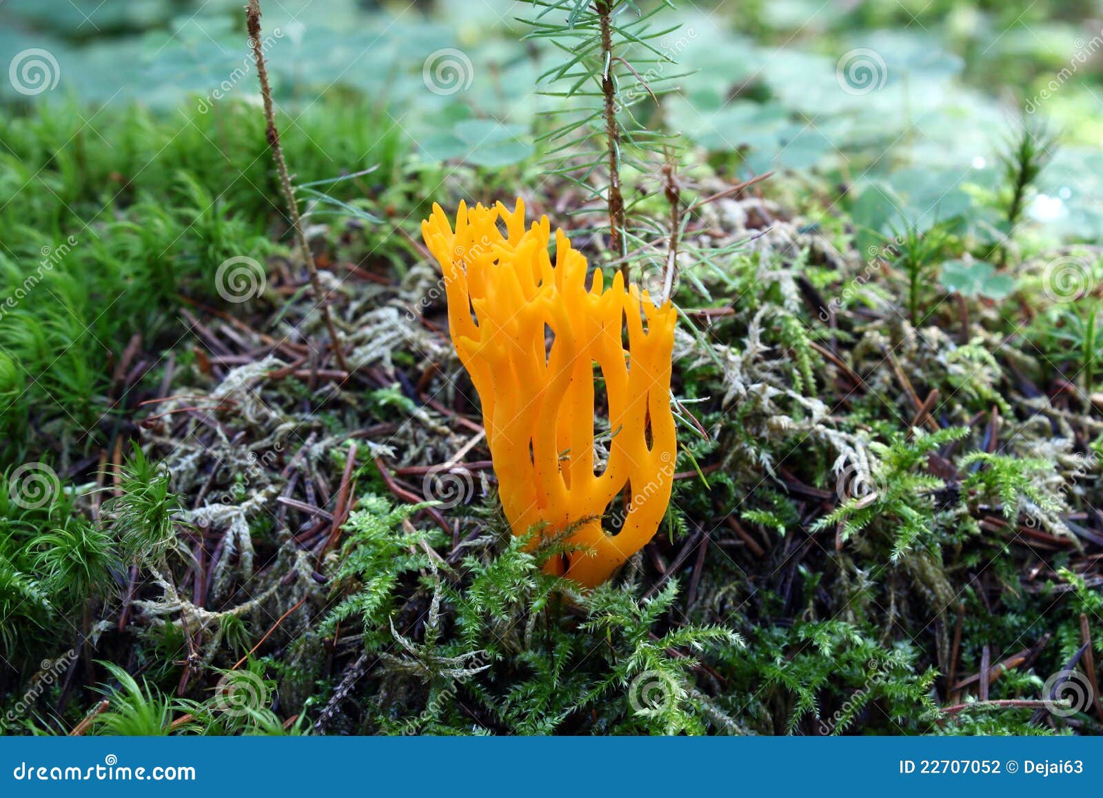 Champignon De Couche De Corail Photo stock - Image du végétarien ...