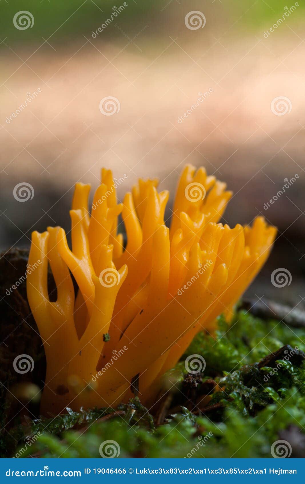 Champignon De Couche De Corail Orange Photo stock - Image du ...