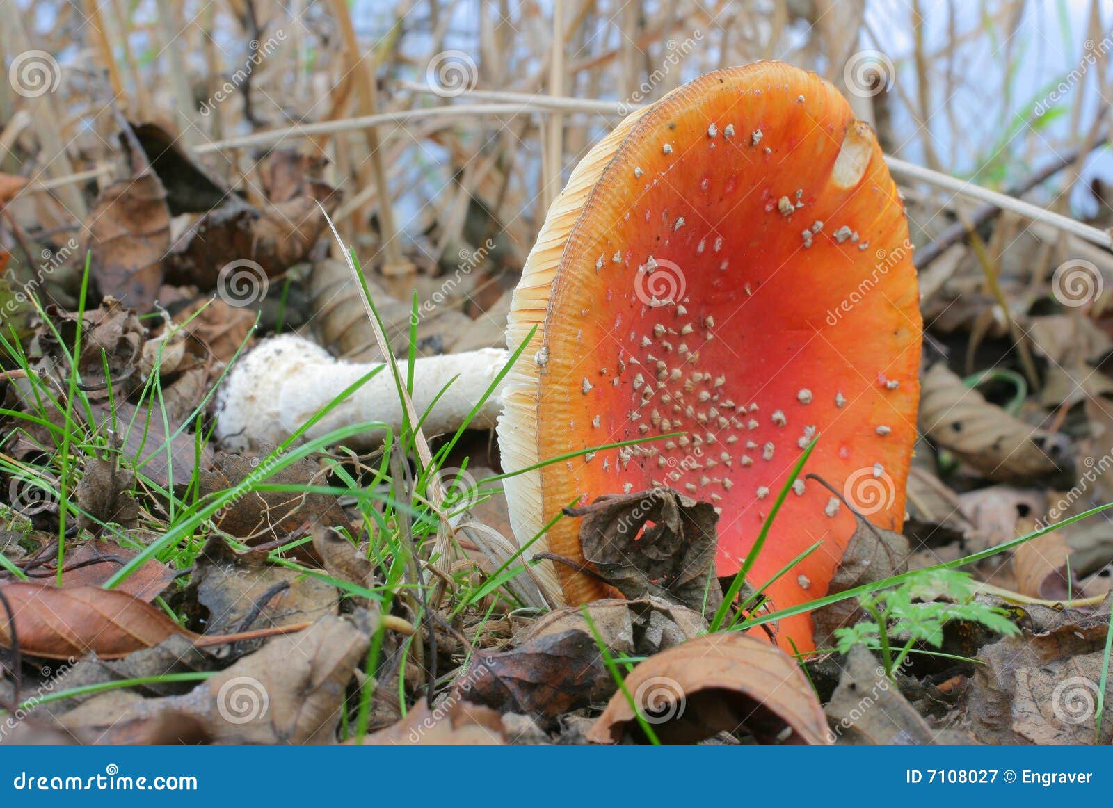 Champignon de couche rouge image stock. Image of repèré - 7108027