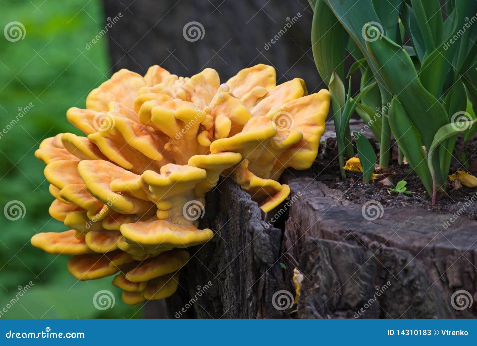 Champignon De Couche Sur Un Moignon D'un Arbre Image stock - Image du ...